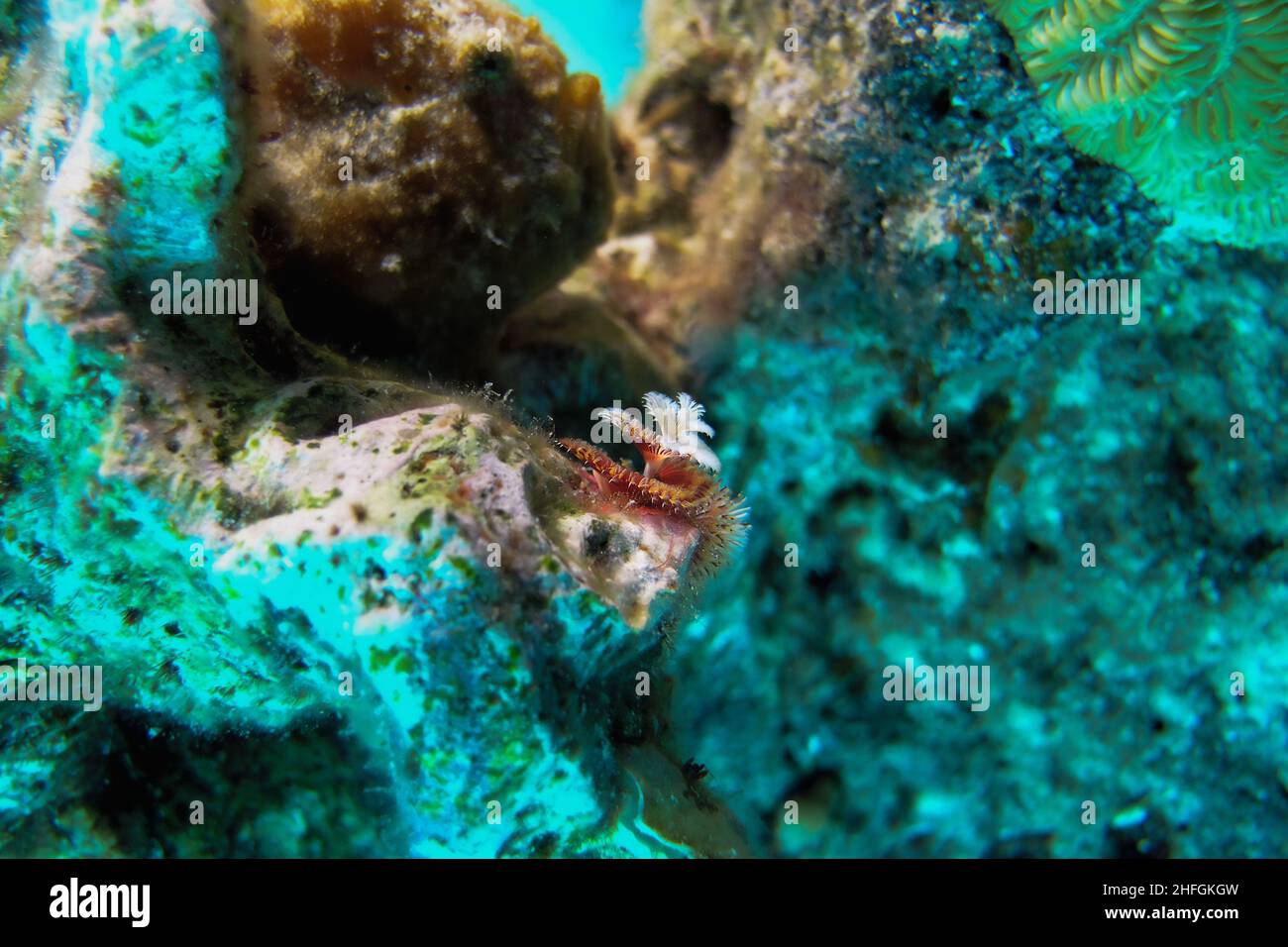 Christmas Tree Worm with a camouflaged frog fish in the background ...