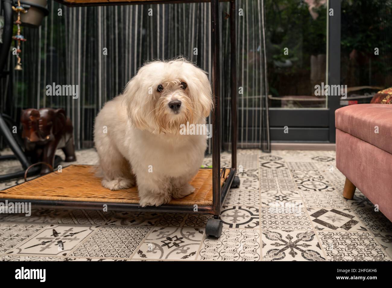 Havanese dog. Bichon-type dog, is the national dog of Cuba Stock Photo ...
