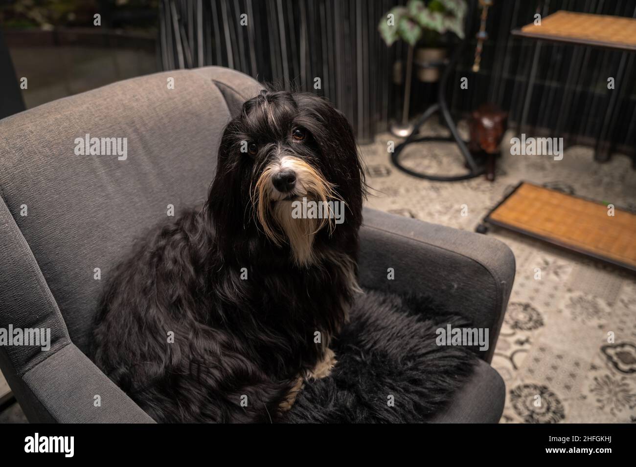 Are Havanese Dogs Native To Cuba