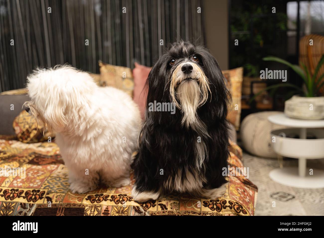 Are Havanese Dogs Native To Cuba