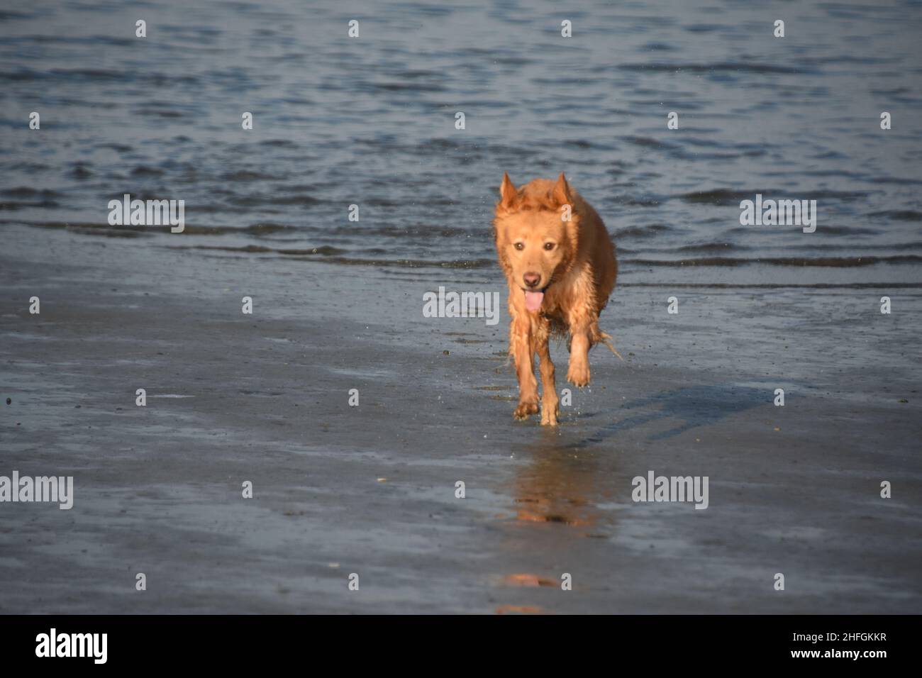 Cute damp dog running on a beach in the summer time Stock Photo - Alamy