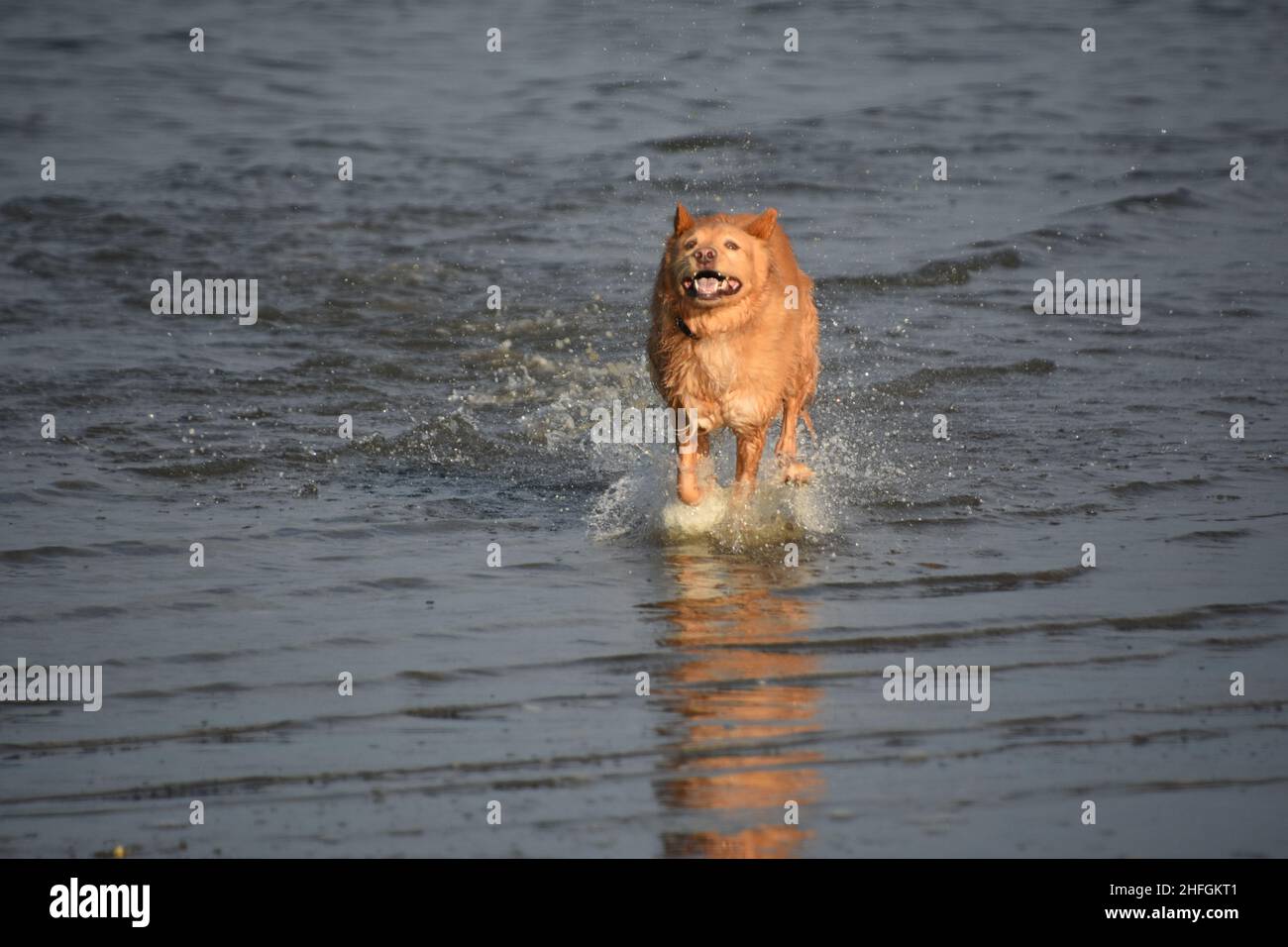 Cute dog running in water with water spraying up around him Stock Photo ...