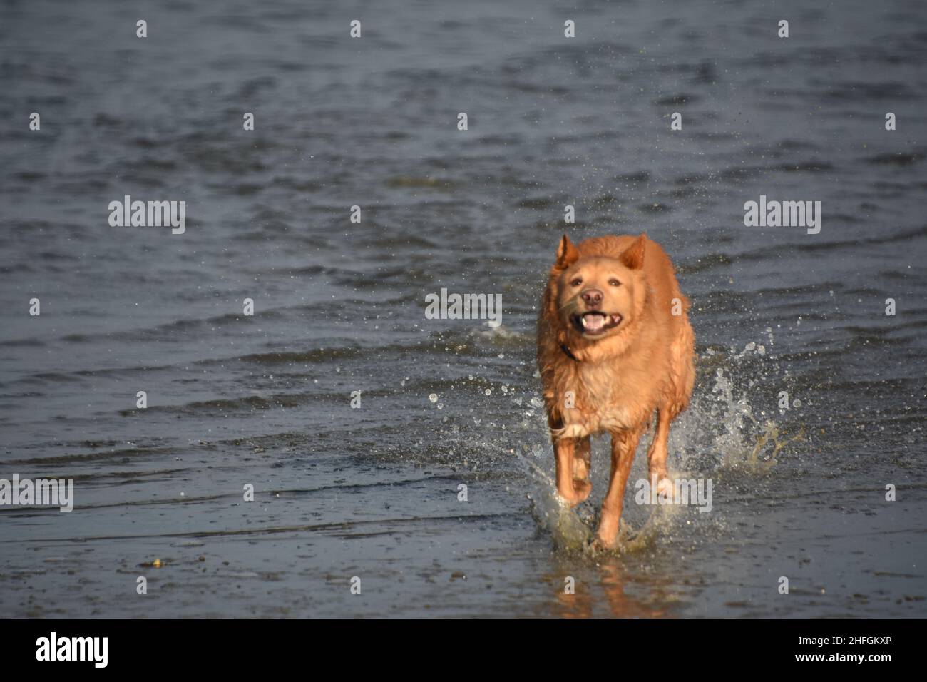 Dog running in water with water spraying up around him Stock Photo - Alamy