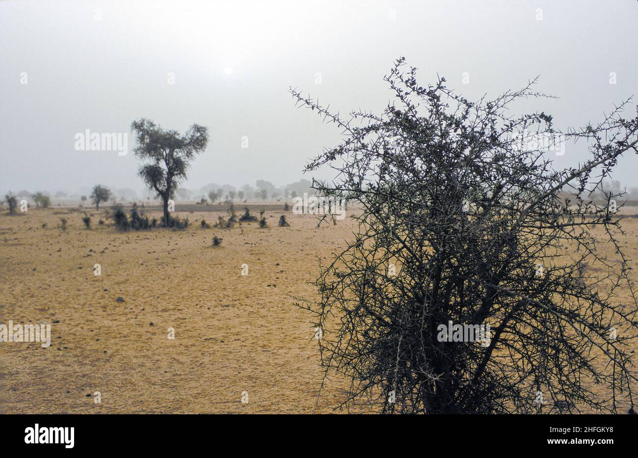 West Africa, Mali, Sahara Desert. The road to Timbuktu and the Sahel is ...