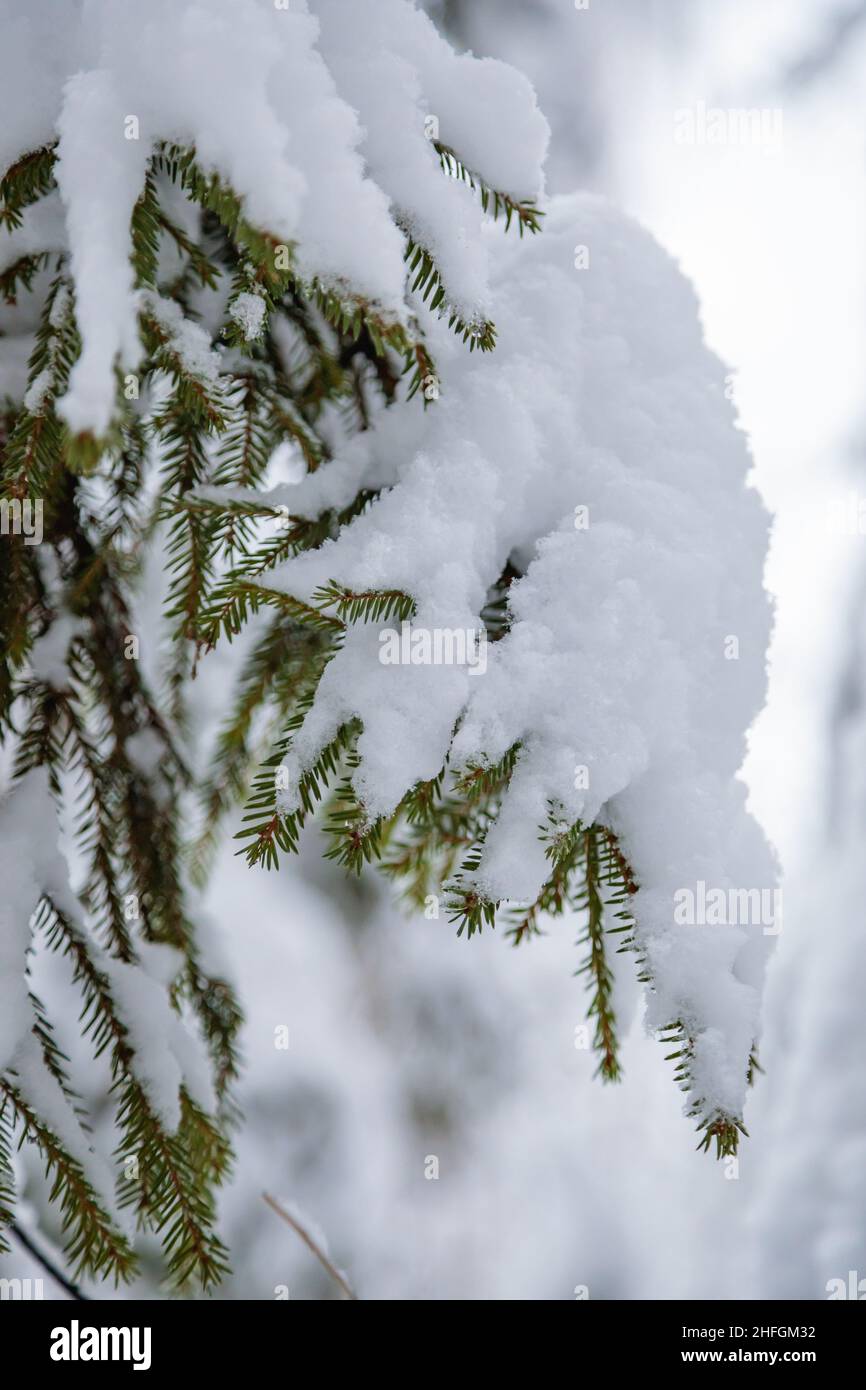Large fir trees in a snowy forest. White fluffy snow on the branches of trees Stock Photo - Alamy