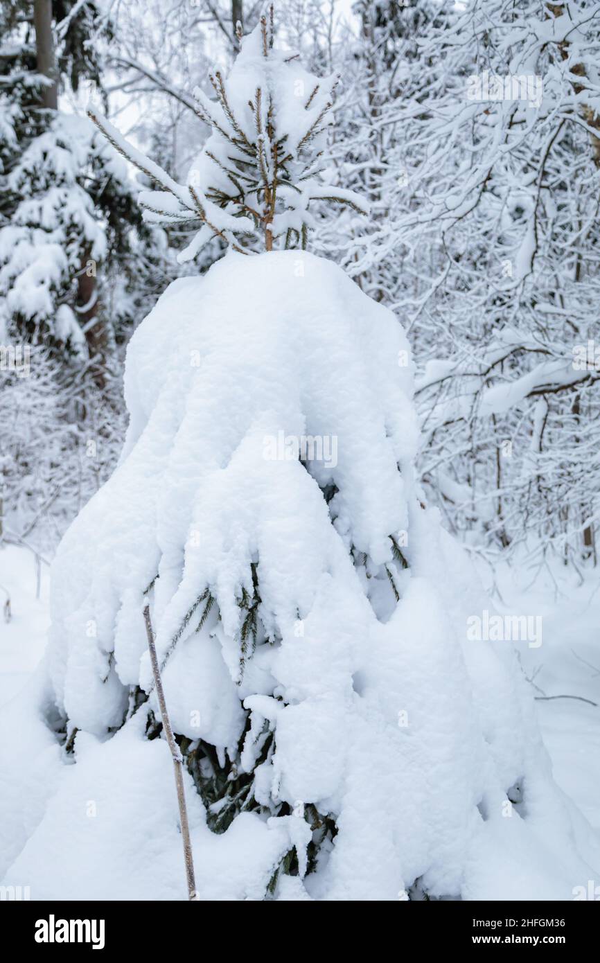 Large fir trees in a snowy forest. White fluffy snow on the branches of ...