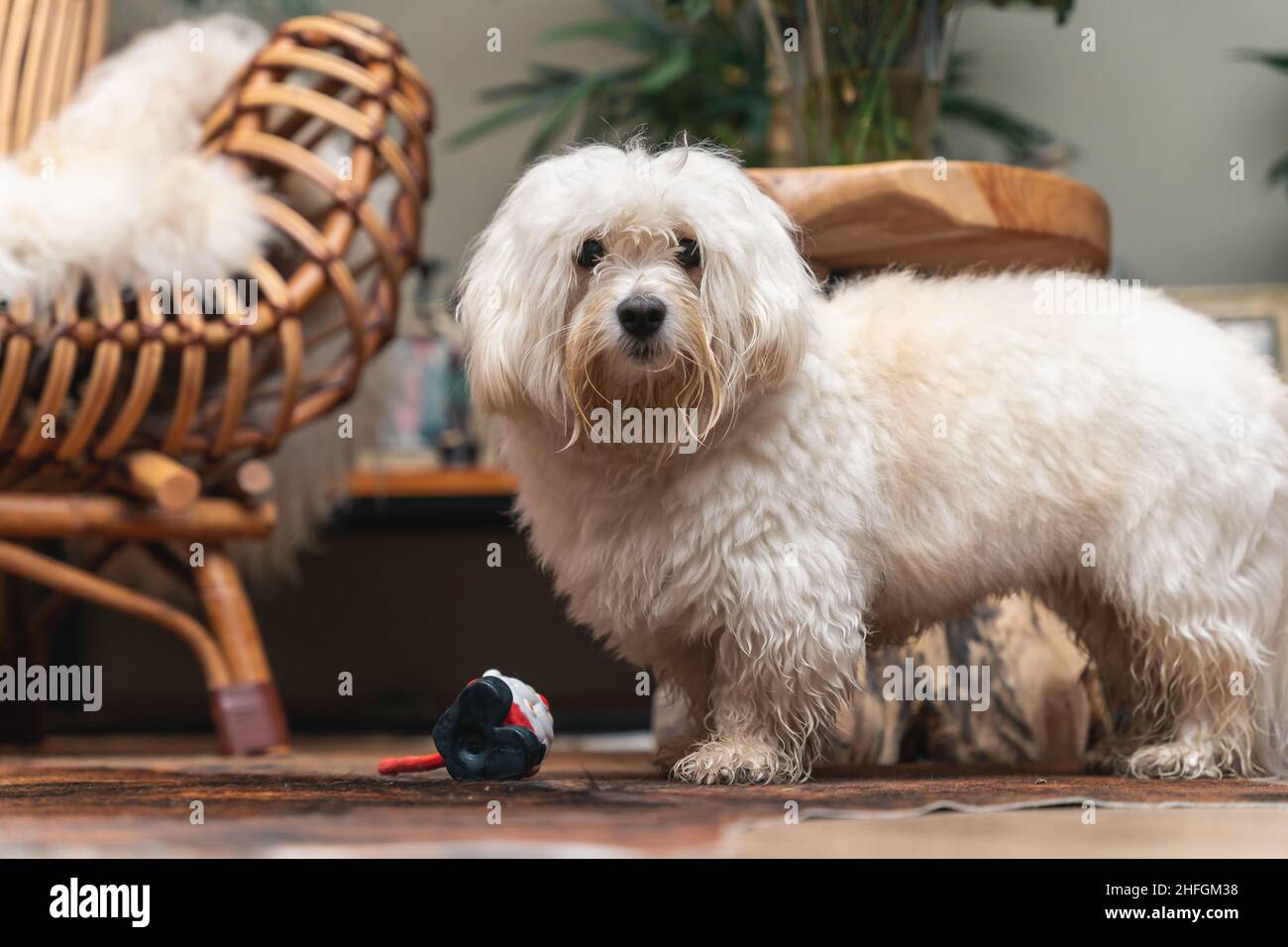 Beautiful Havanese dog. Bichon-type dog, is the national dog of Cuba ...