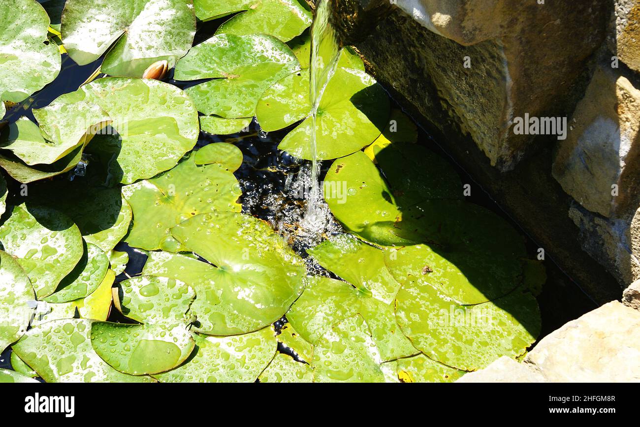 Jet of water in the pools of aquatic plants in the gardens of Mosén ...