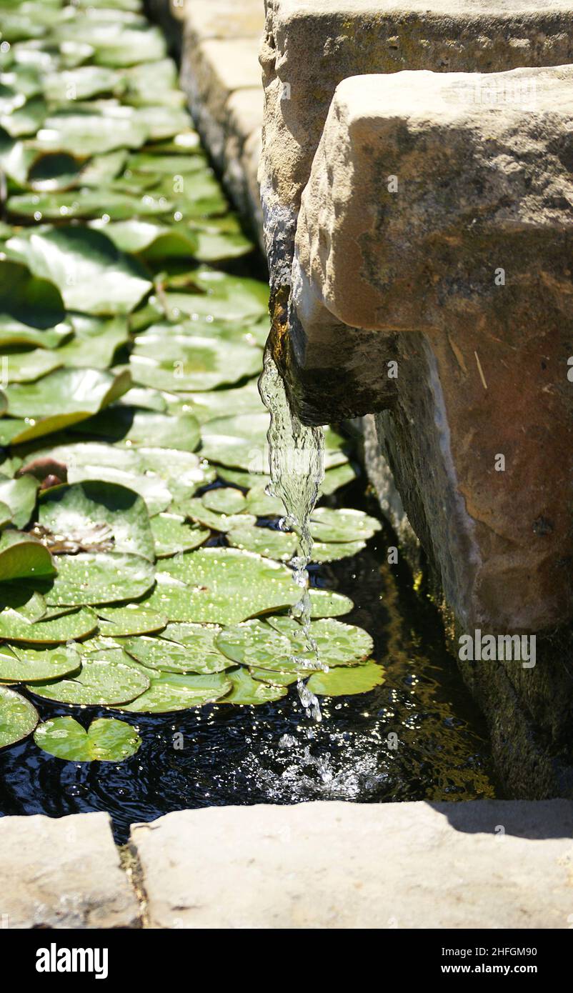 Jet of water in the pools of aquatic plants in the gardens of Mosén ...