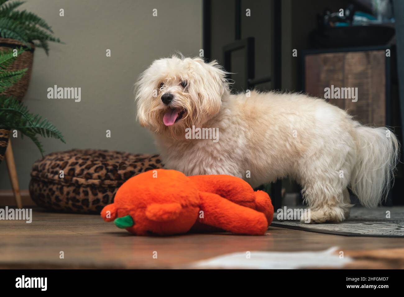 Beautiful Havanese dog. Bichon-type dog, is the national dog of Cuba ...