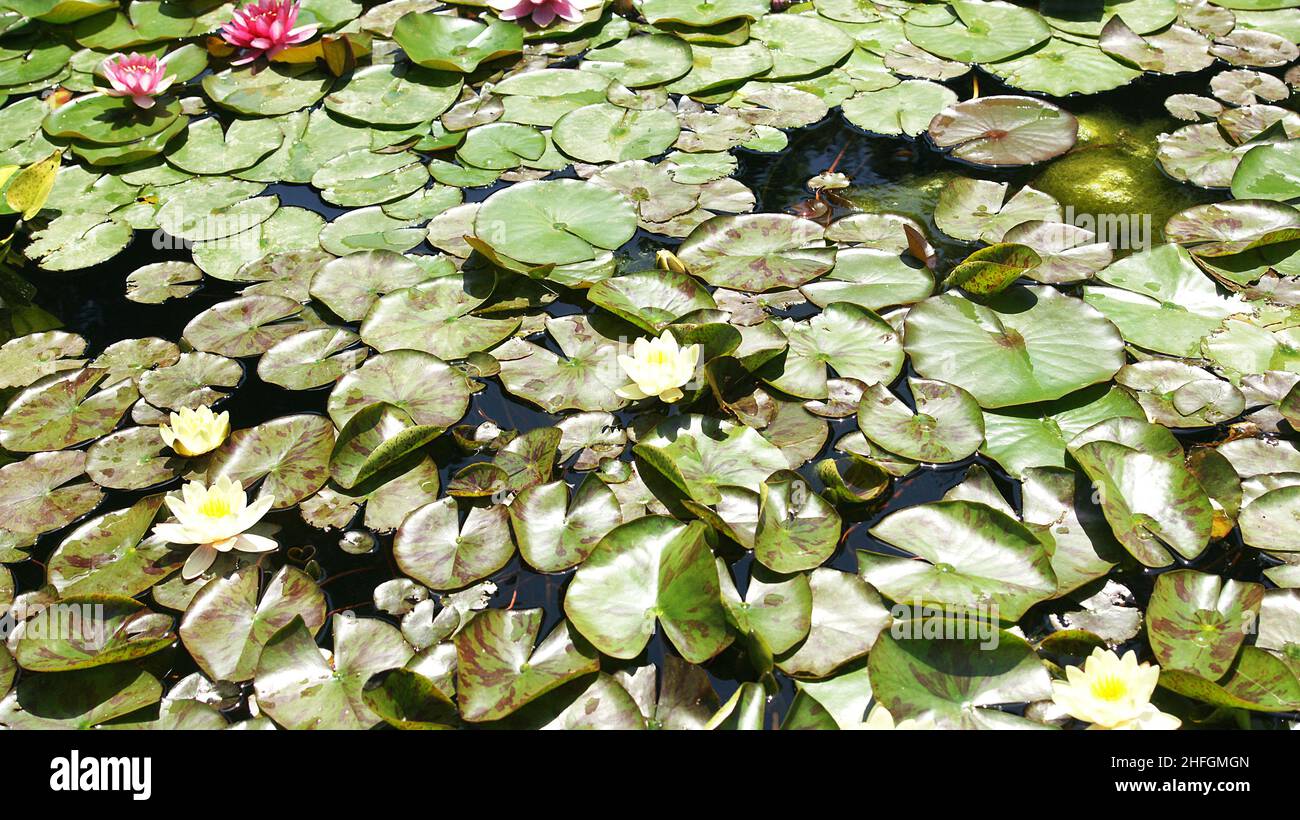Jet of water in the pools of aquatic plants in the gardens of Mosén ...