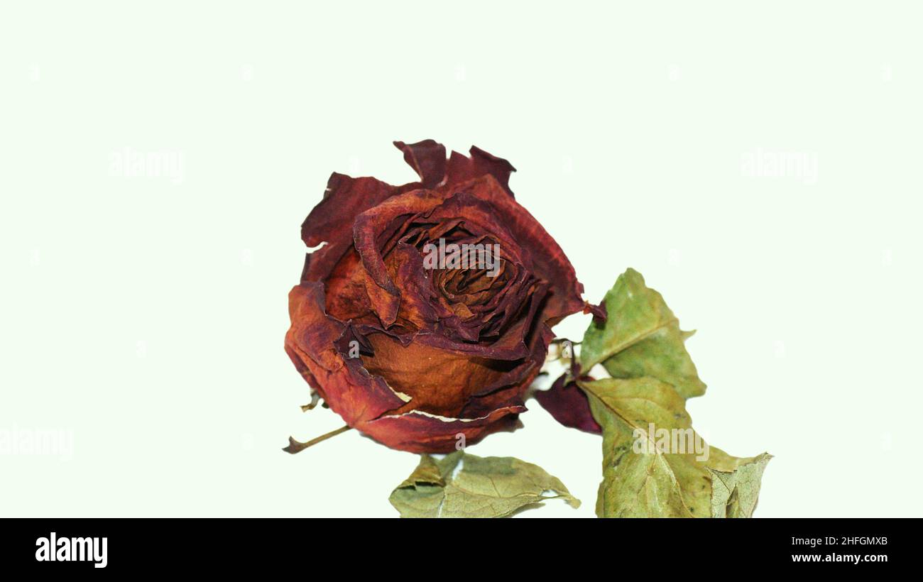Withered rose on white background for background Stock Photo - Alamy