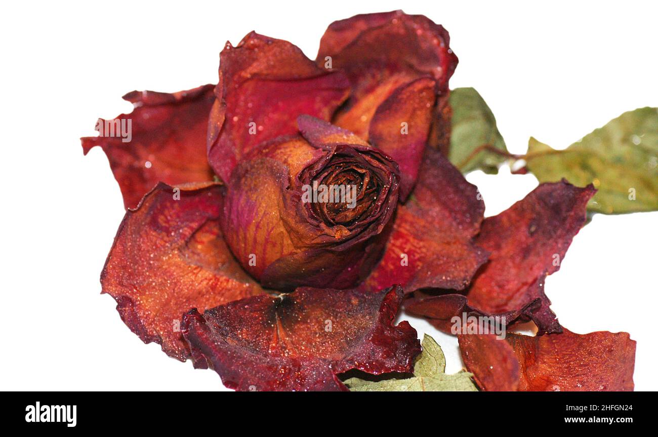 Withered rose on white background for background Stock Photo - Alamy
