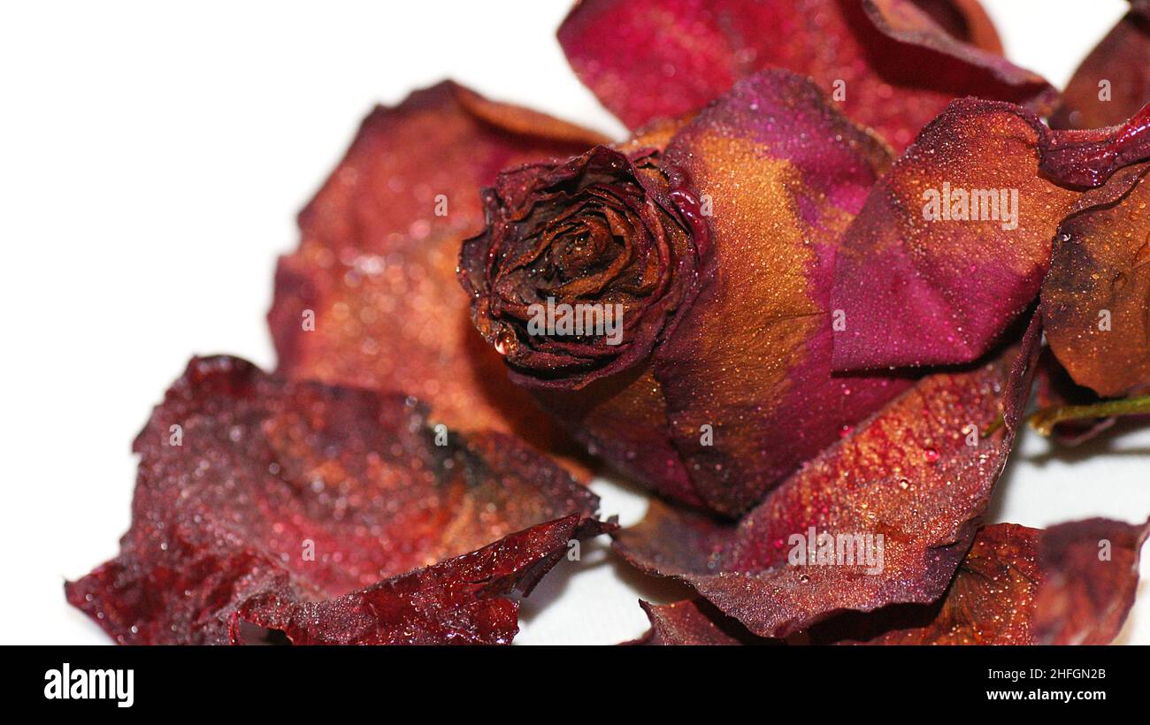Withered rose on white background for background Stock Photo - Alamy