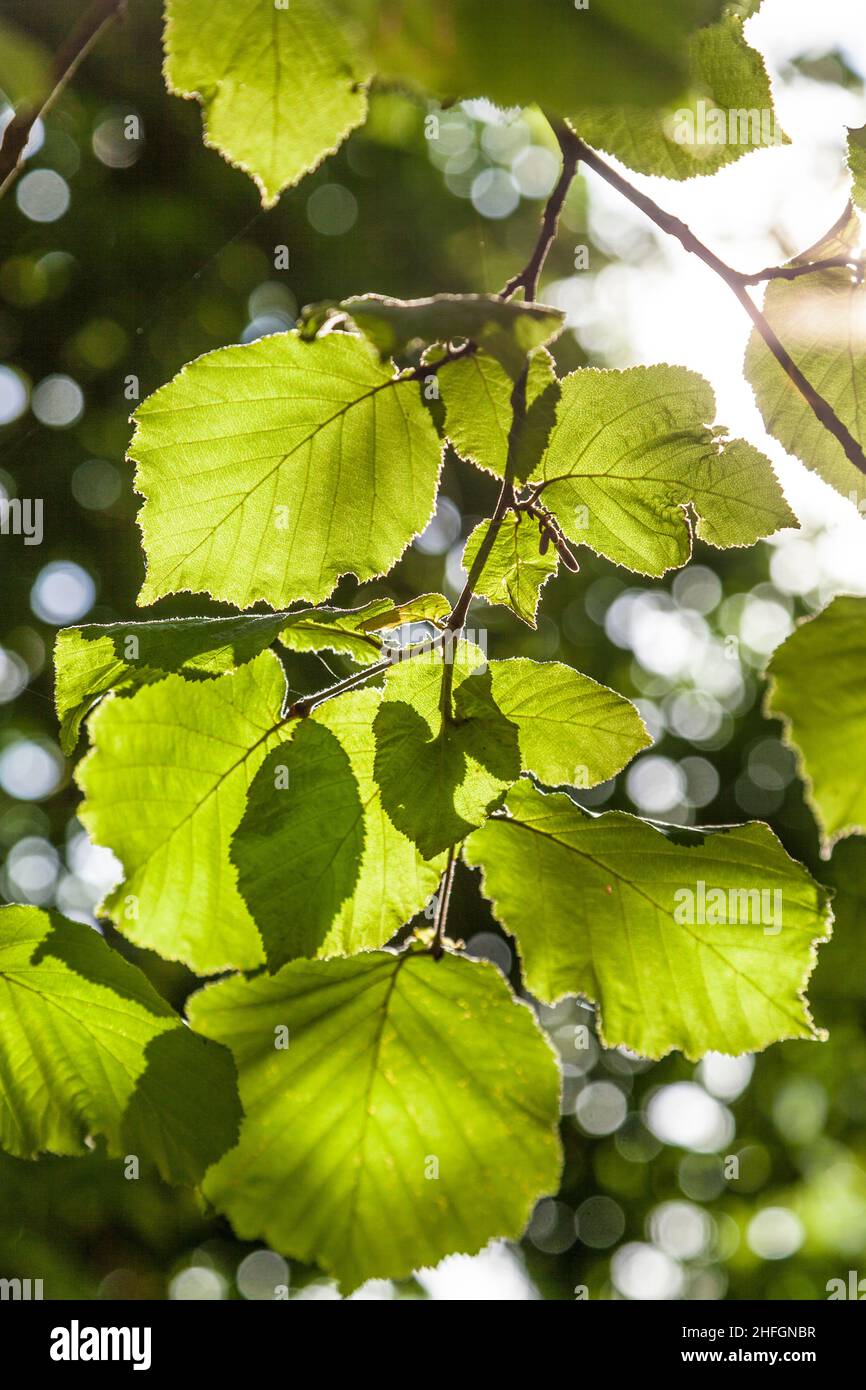 green birch leaves at the tree in detail Stock Photo - Alamy