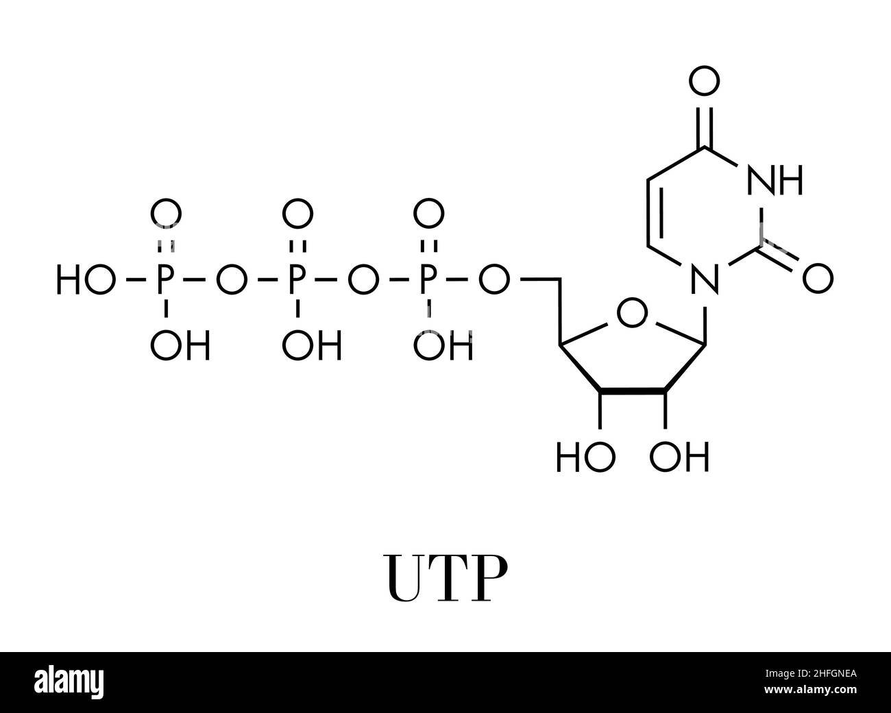 Uridine triphosphate (UTP) nucleotide molecule. Building block of RNA ...