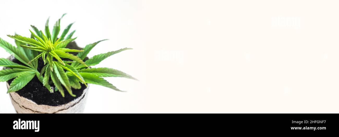 Hemp young plant close-up. Growing marijuana at home for medicinal ...