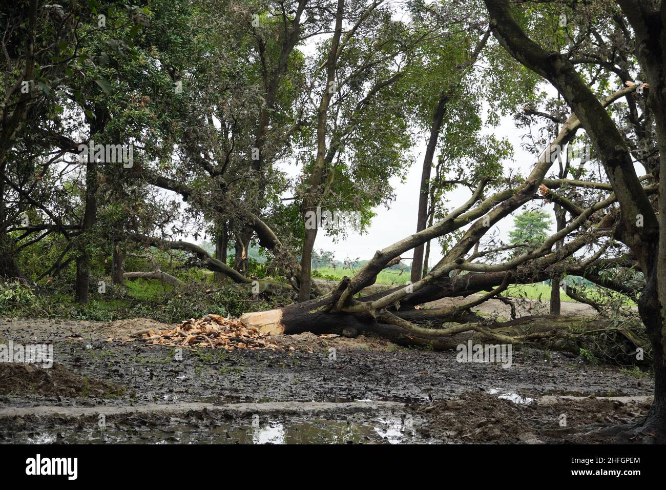 a tree whose top and branches have been pollarded Stock Photo - Alamy