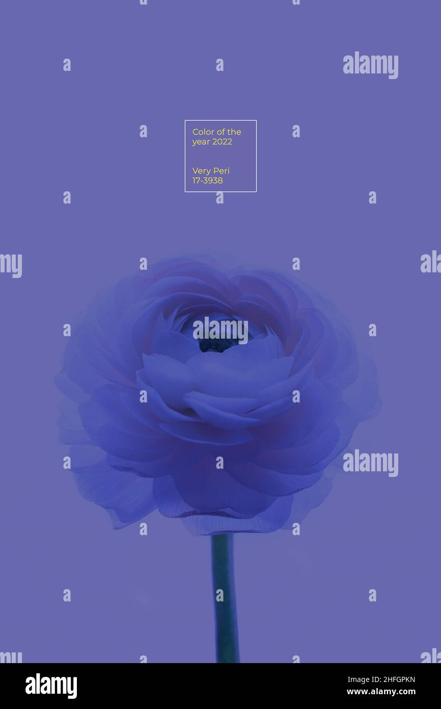 A large purple ranunculus flower on a white background.Isolated Asian ...