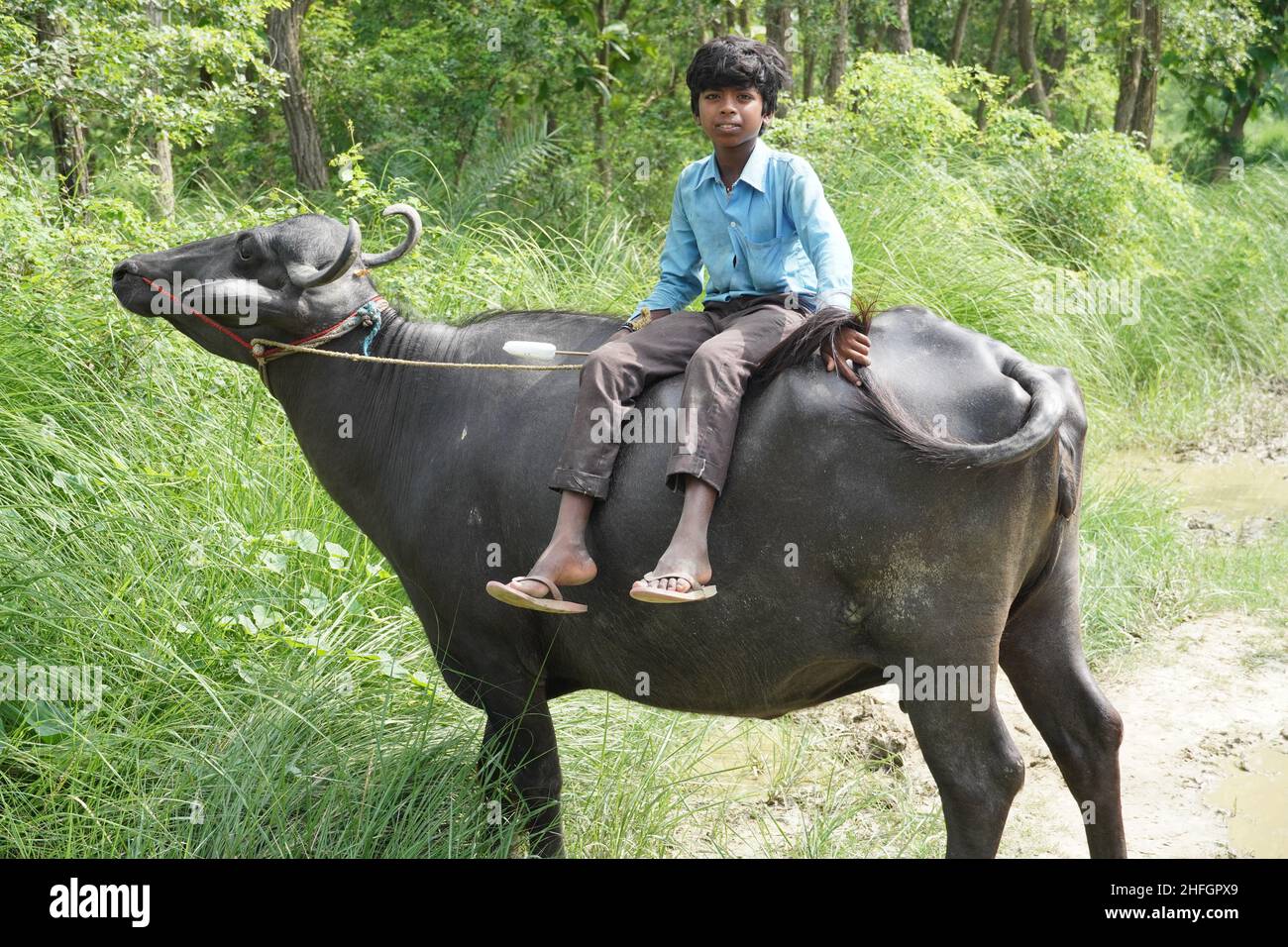 Child buffalo hi-res stock photography and images - Alamy