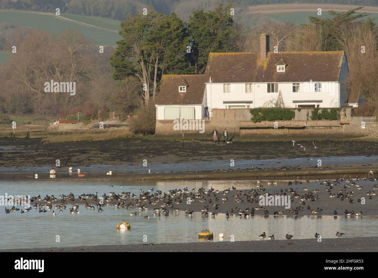 wildfowl and waders feeding on the mud with the tide out at Bosham ...