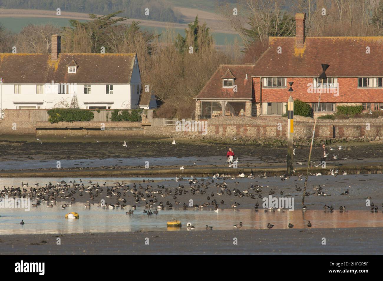wildfowl and waders feeding on the mud with the tide out at Bosham ...