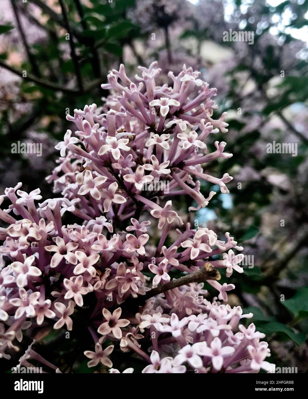 Syringa buds hi-res stock photography and images - Alamy