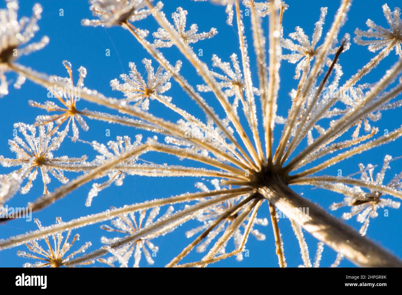 Sparkling flower hi-res stock photography and images - Alamy