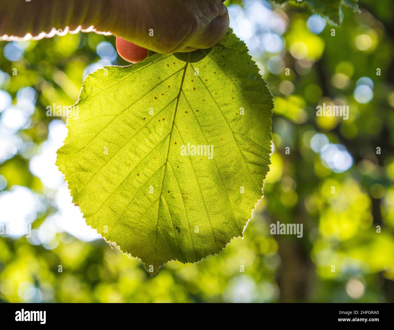 hand holding a green leaf in the forest Stock Photo - Alamy