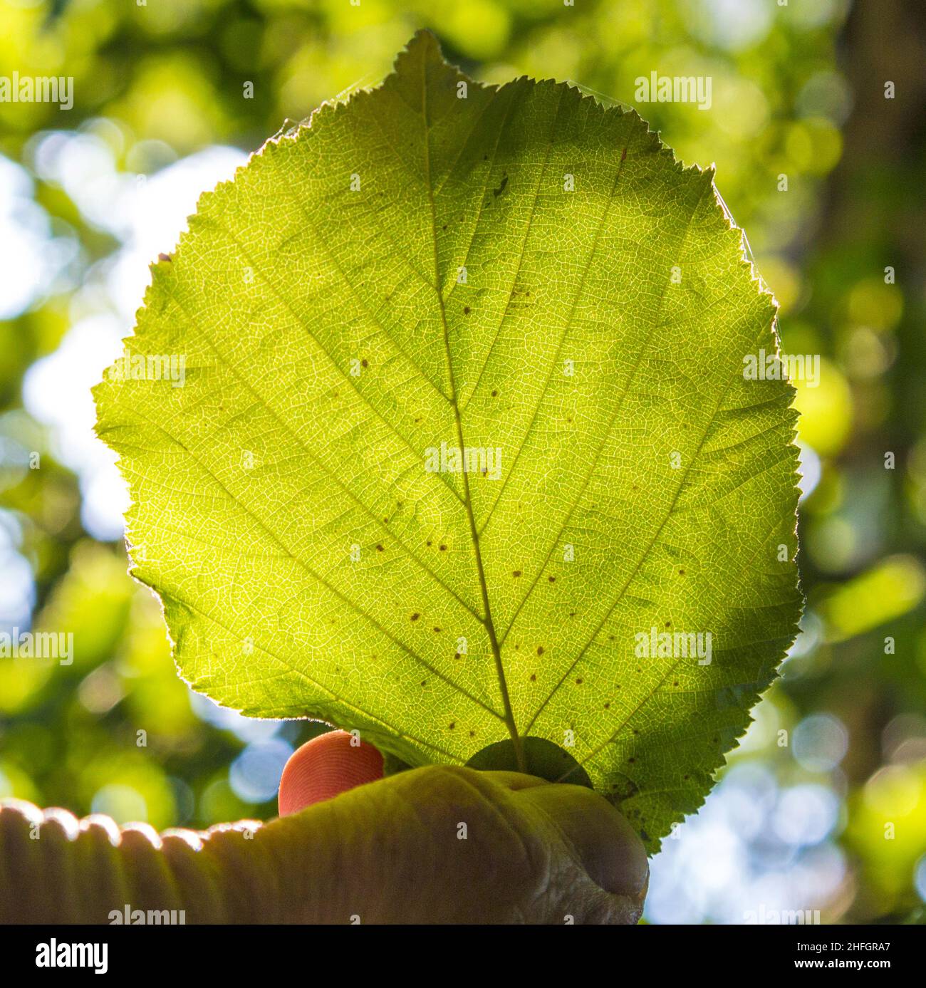 hand holding a green leaf in the forest Stock Photo - Alamy