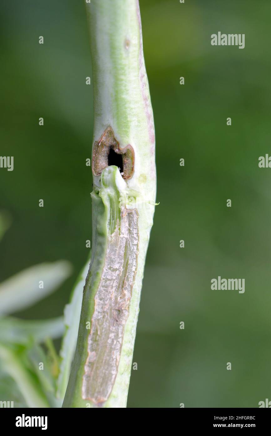 Exit hole of the larva Ceutorhynchus pallidactylus (formerly quadridens ...