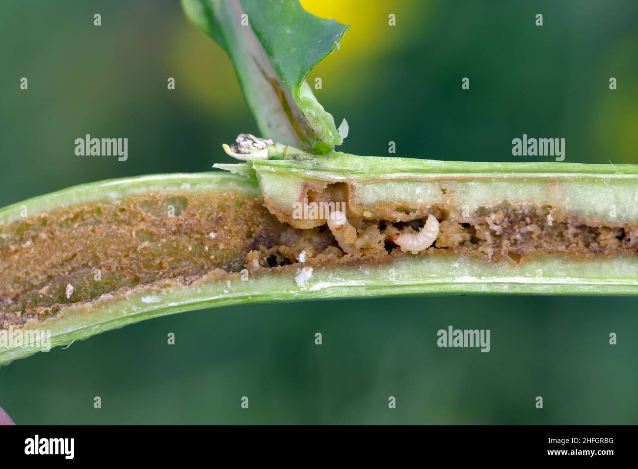 Larvae of Ceutorhynchus pallidactylus (formerly quadridens) Cabbage ...