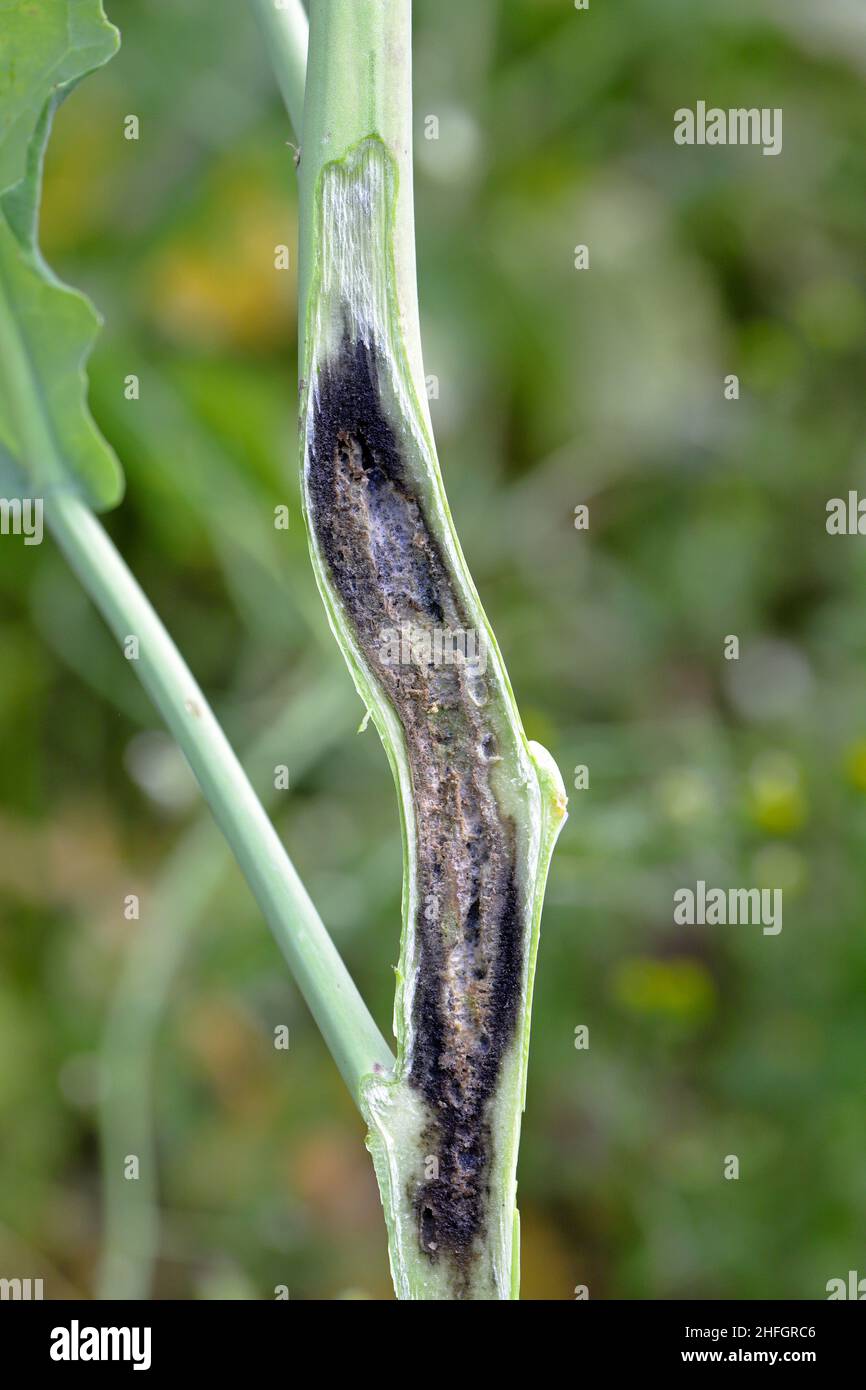 Secondary stem rot of oilseed rape caused by feeding of larvae of the ...