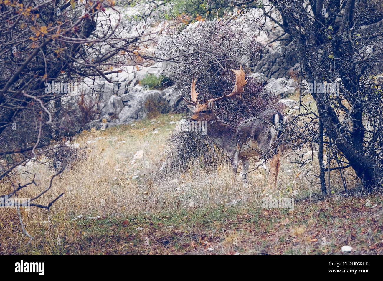 Fallow deer in its natural habitat Stock Photo - Alamy