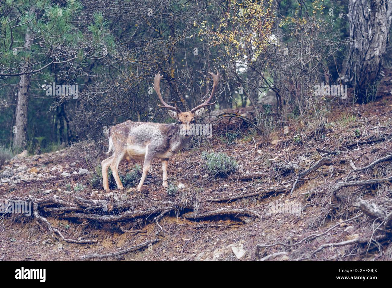 Sick deer hi-res stock photography and images - Alamy