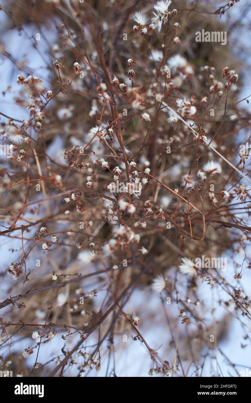 Tiny white flowers on dry twigs of wild plant bushes with blurry ...