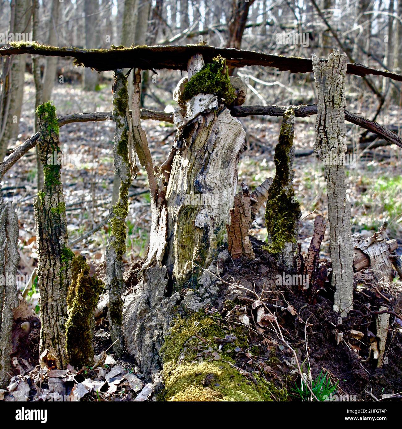 Bark sculptures hi-res stock photography and images - Alamy