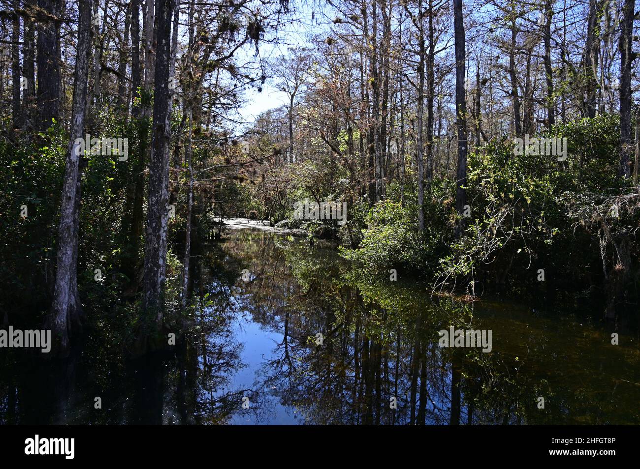Sweetwater Strand on Loop Road in Big Cypress National Preserve ...