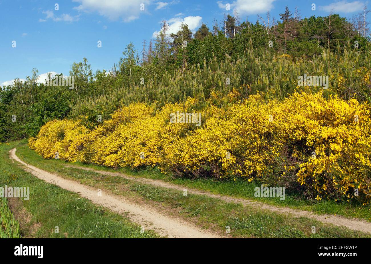 Cytisus scoparius, the common broom or Scotch broom yellow flowering in ...