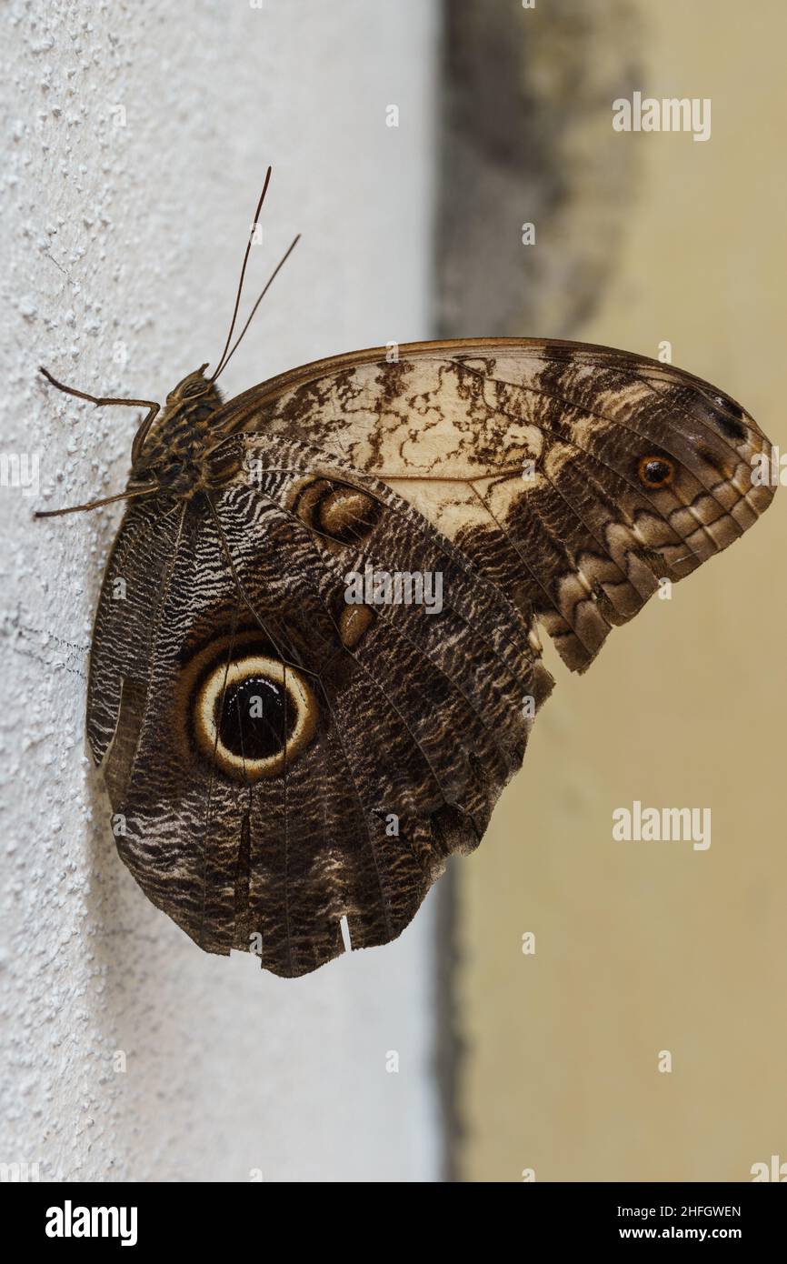 Owl Butterfly (Caligo species) folds its wings while resting. in ...