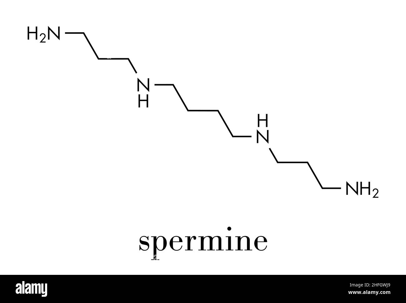 Spermine molecule. Skeletal formula Stock Vector Image & Art - Alamy