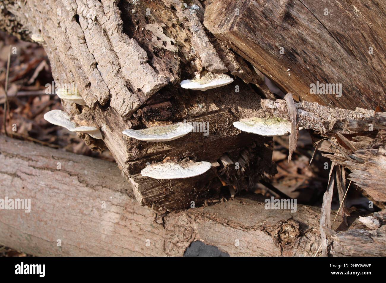 Common White Polypore Mushrooms Growing on an Old Log Stock Photo - Alamy