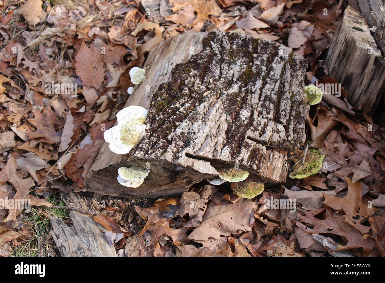 Green Algae on White Polypore Mushrooms Growing on an Old Cut Log Stock ...