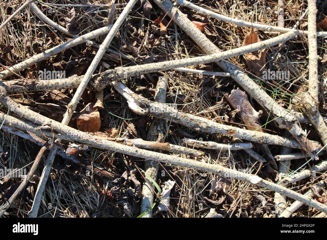 A Pile of Dead Branches Stock Photo - Alamy