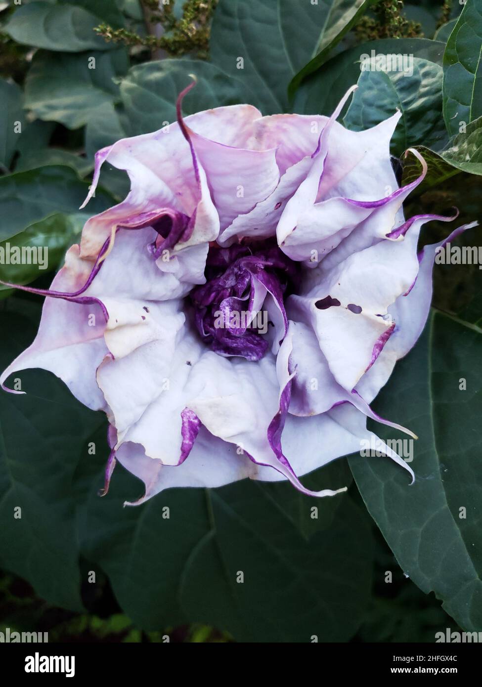 Pricklybur hi-res stock photography and images - Alamy