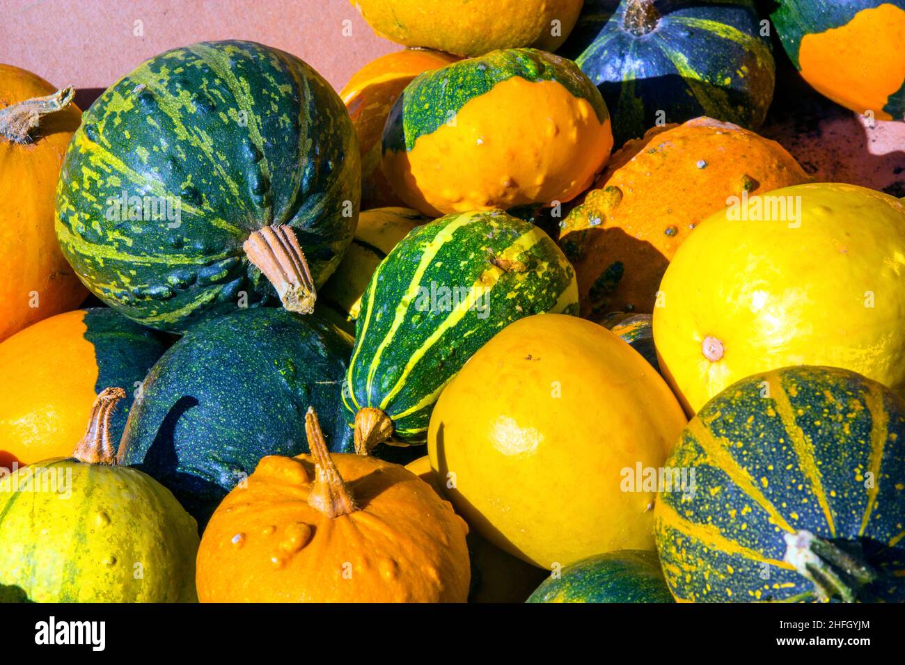 Colorful pumpkins collection on the market Stock Photo - Alamy