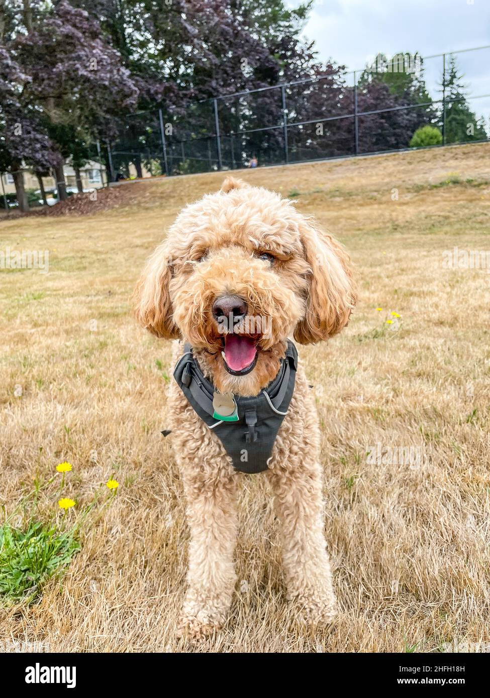 Australian Labradoodle is a mix between the Labrador Retriever, Poodle ...