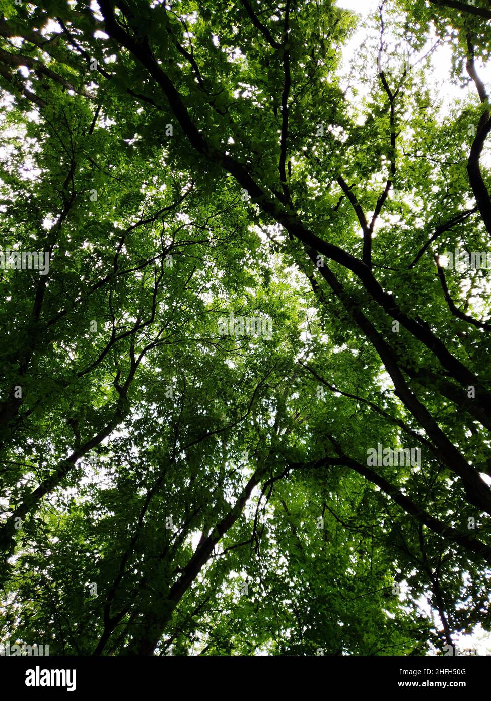 Summer tree canopy hi-res stock photography and images - Alamy