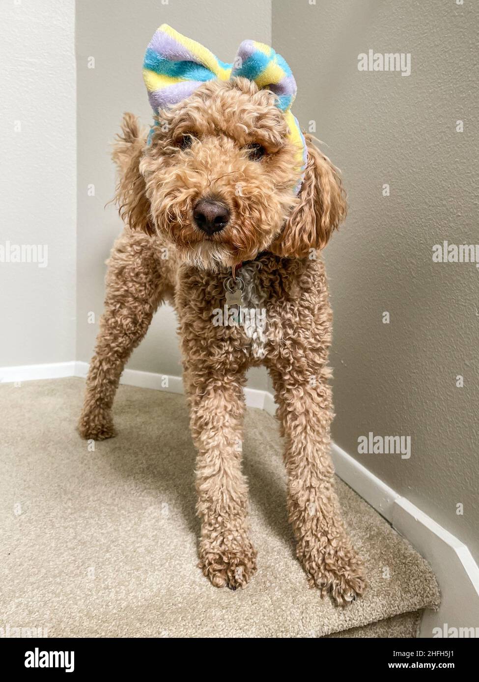 Australian Labradoodle is a mix between the Labrador Retriever, Poodle ...