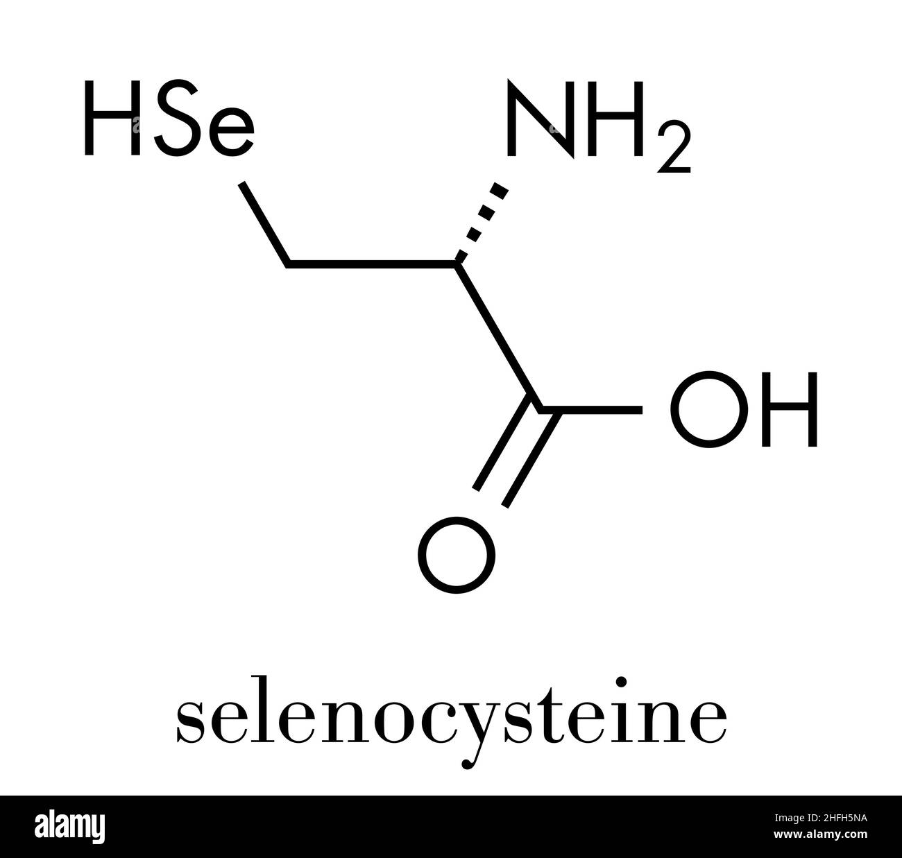 Selenocysteine (Sec, U) amino acid molecule. Called the 21st ...
